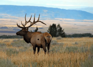 Archery Shot Placement for Elk - ElkBros.com